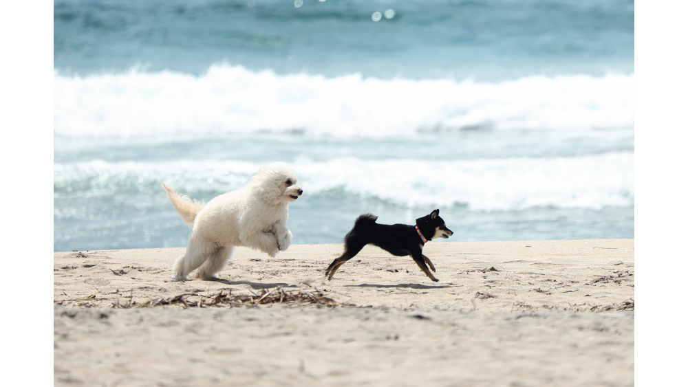 火曜ドラマ『初恋DOGs』将軍とサクラの“恋模様”はこうして生まれた！ドッグトレーナーが明かす撮影裏話｜TBSテレビ